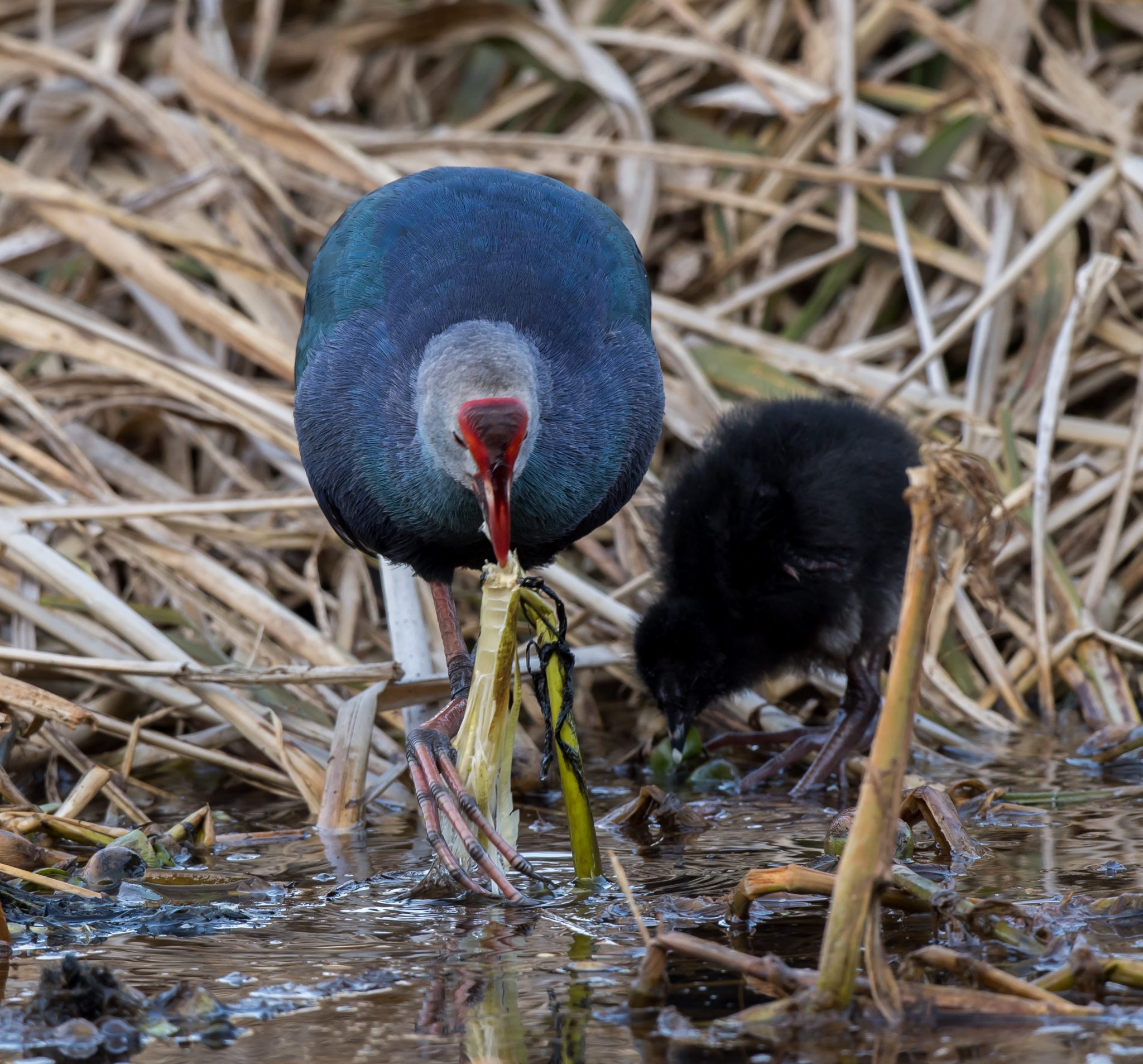 The Metamorphosis - 10,000 Birds