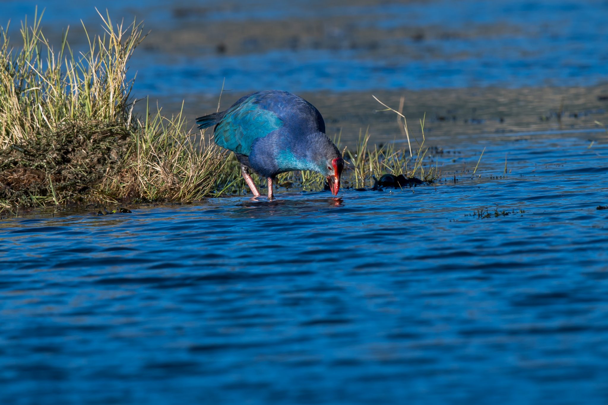 The Metamorphosis - 10,000 Birds