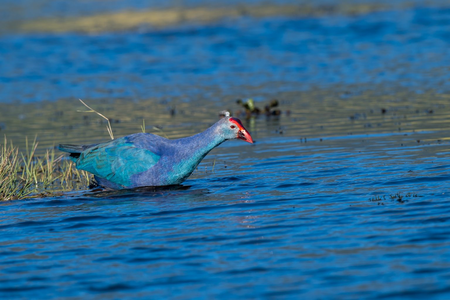 The Metamorphosis - 10,000 Birds