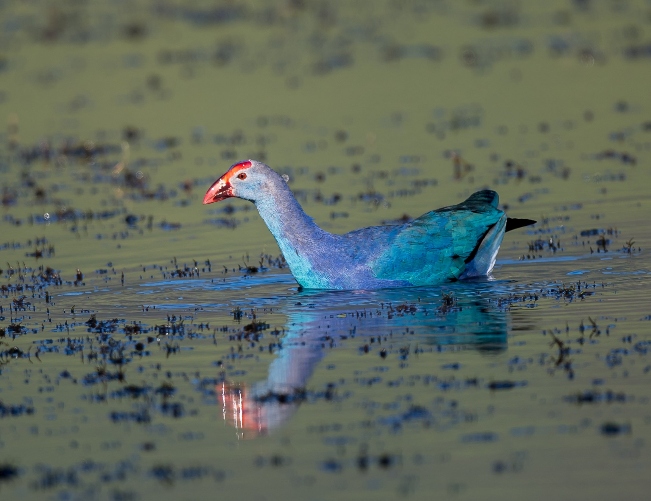 The Metamorphosis - 10,000 Birds