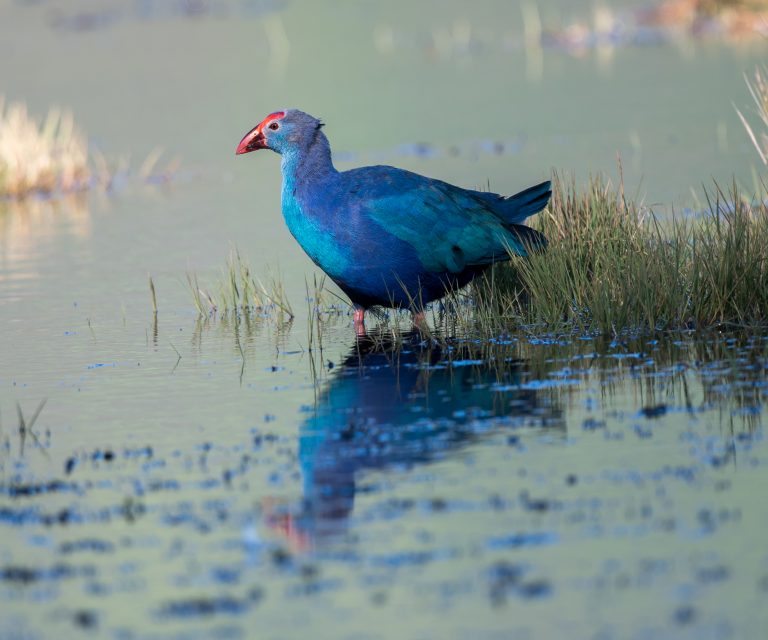 The Metamorphosis - 10,000 Birds