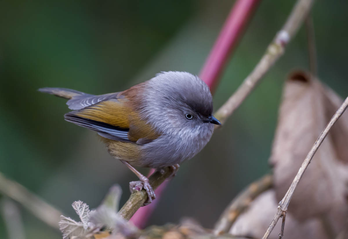 Birding Wawushan, Sichuan - 10,000 Birds