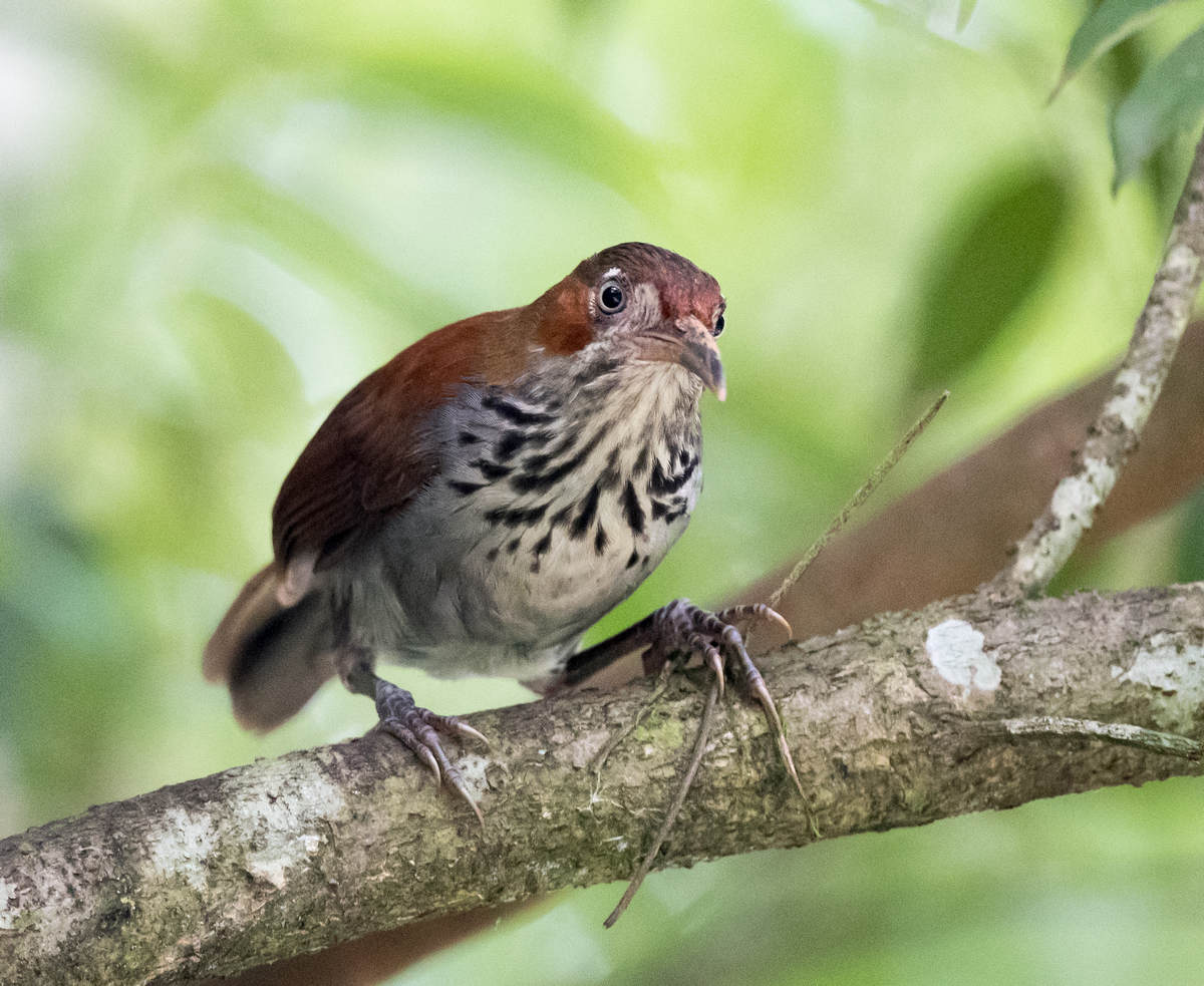 Birding Wuyuan, China - 10,000 Birds