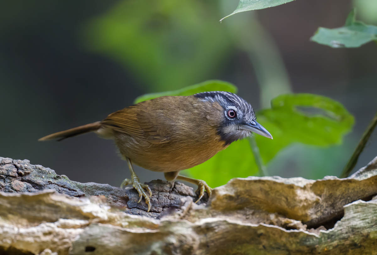 Birding Nonggang, Guangxi, China - part 1 - 10,000 Birds