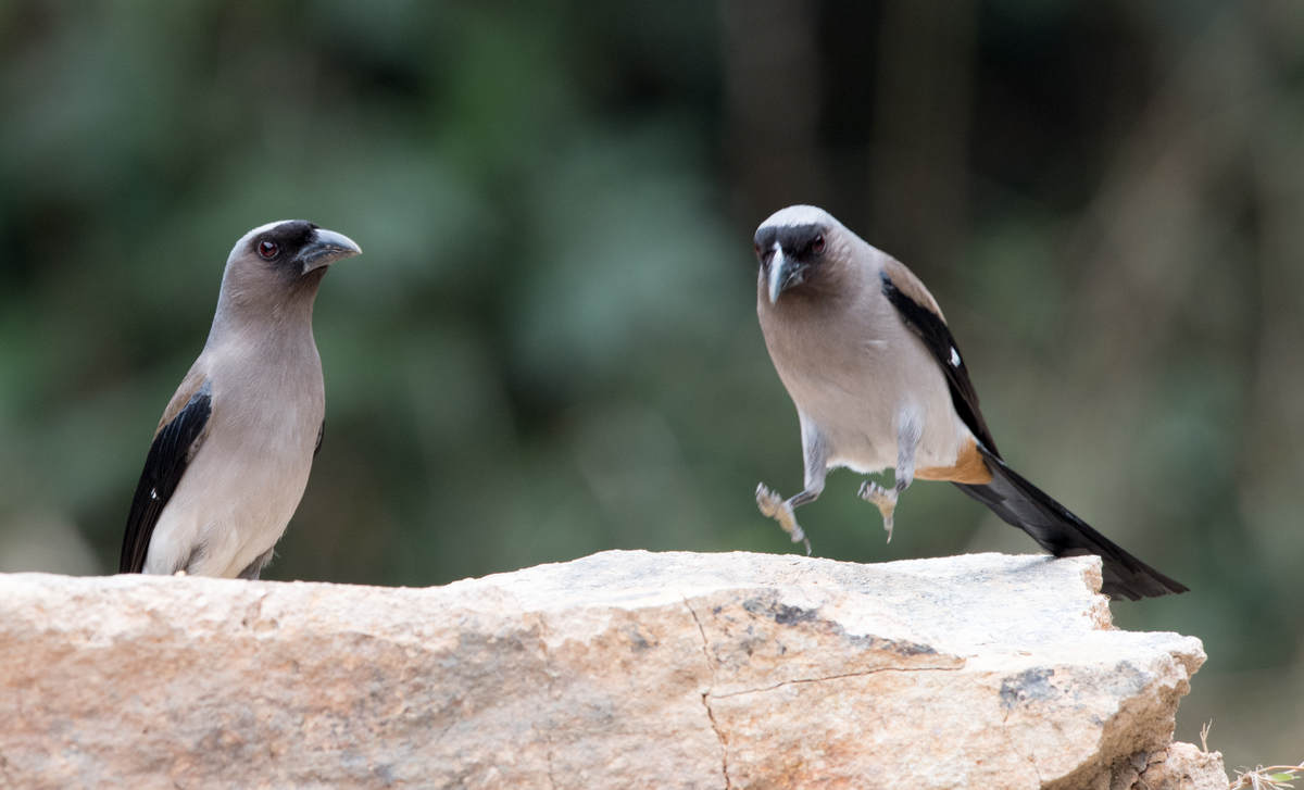Birding Sanming, Fujian - 10,000 Birds