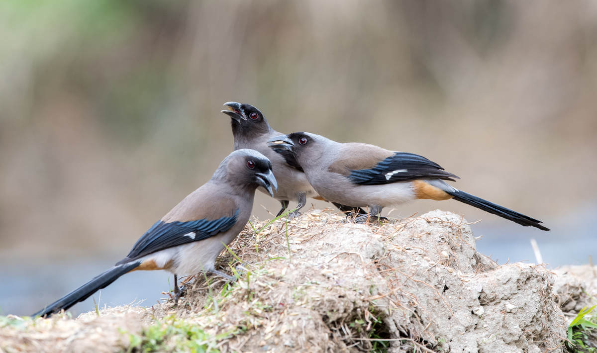 Birding Sanming, Fujian - 10,000 Birds