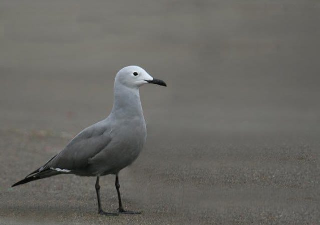 Shorebirds and Gulls of Florida’s Treasure Coast: Where the Tropics ...