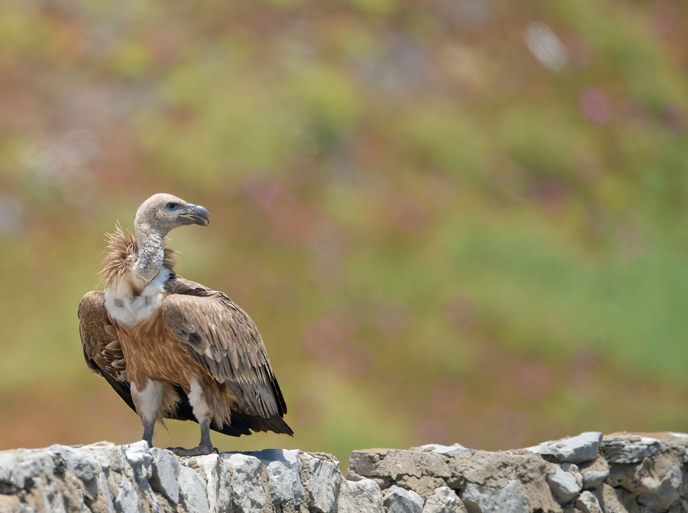 The Changing Fortunes of Europe’s Vultures - Part 1 - 10,000 Birds