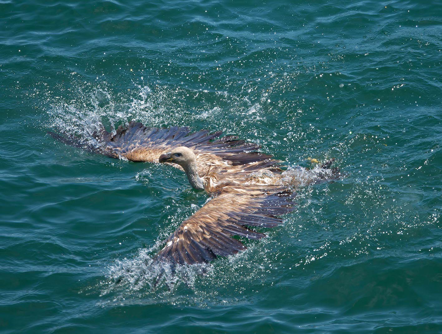 The Changing Fortunes of Europe’s Vultures - Part 1 - 10,000 Birds