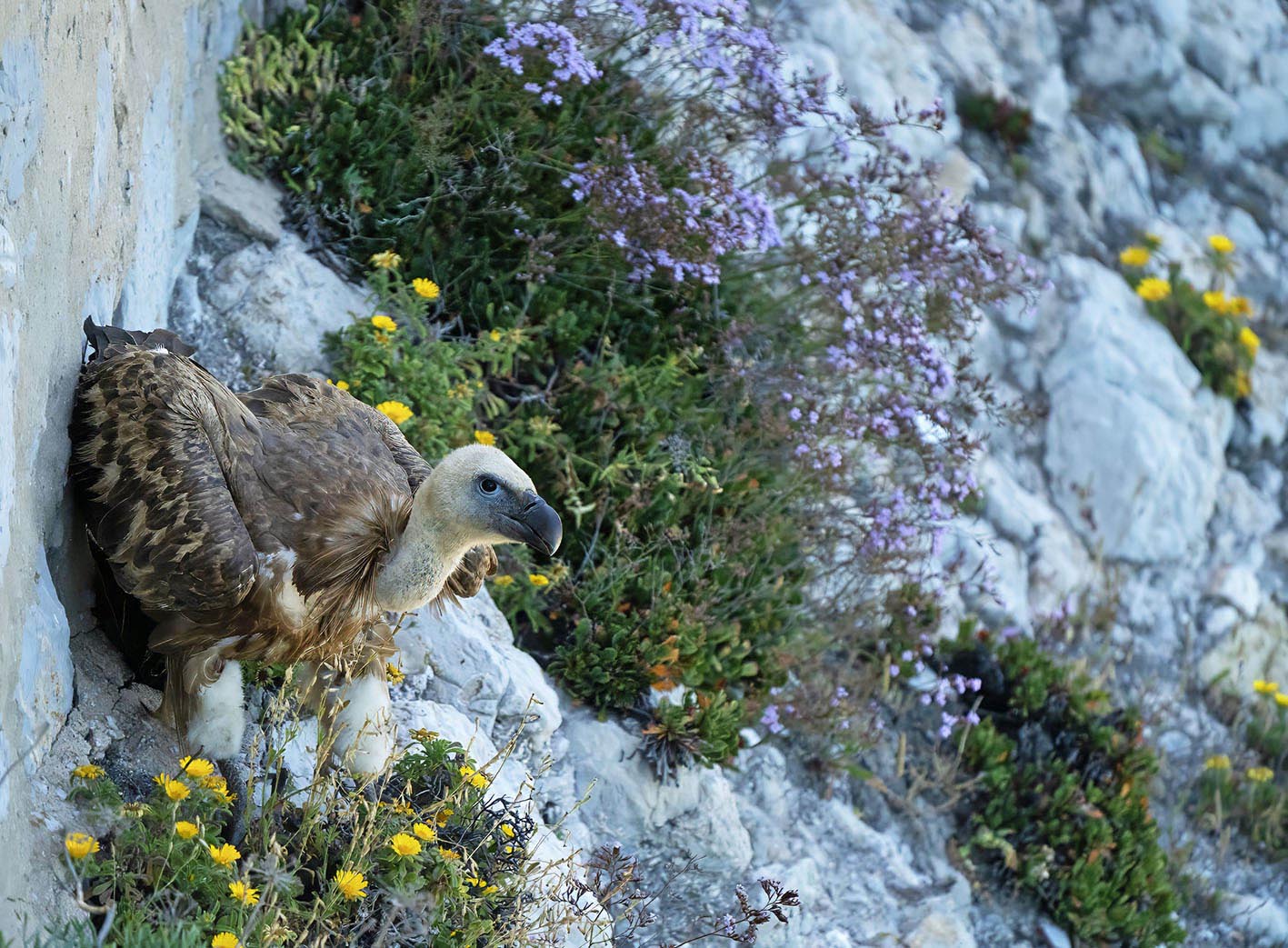 The Changing Fortunes of Europe’s Vultures - Part 1 - 10,000 Birds