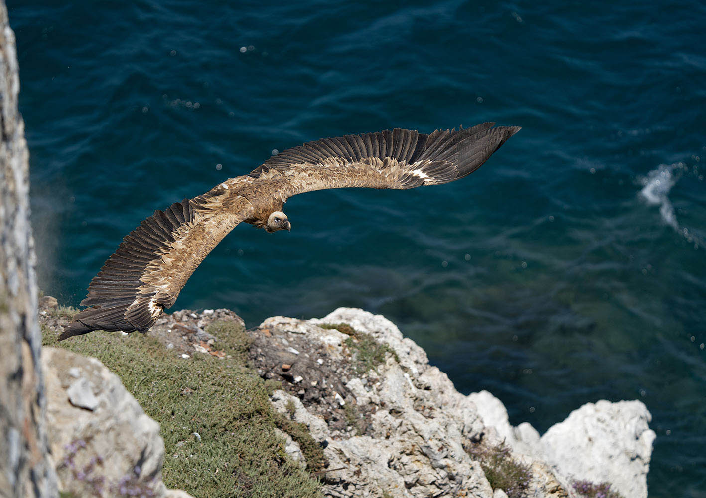 The Changing Fortunes of Europe’s Vultures - Part 1 - 10,000 Birds
