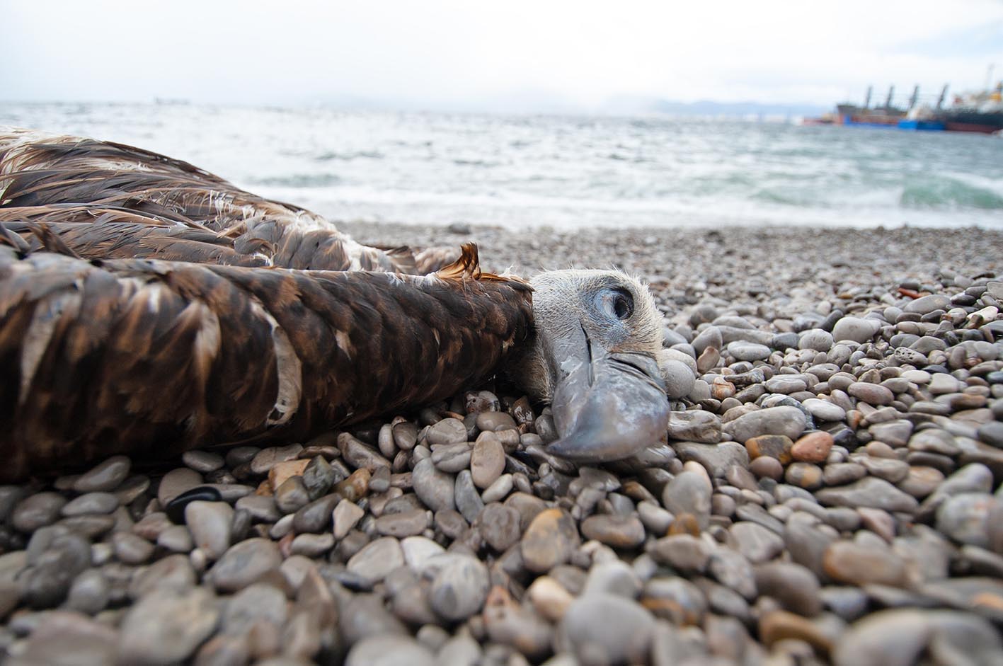 The Changing Fortunes of Europe’s Vultures - Part 1 - 10,000 Birds