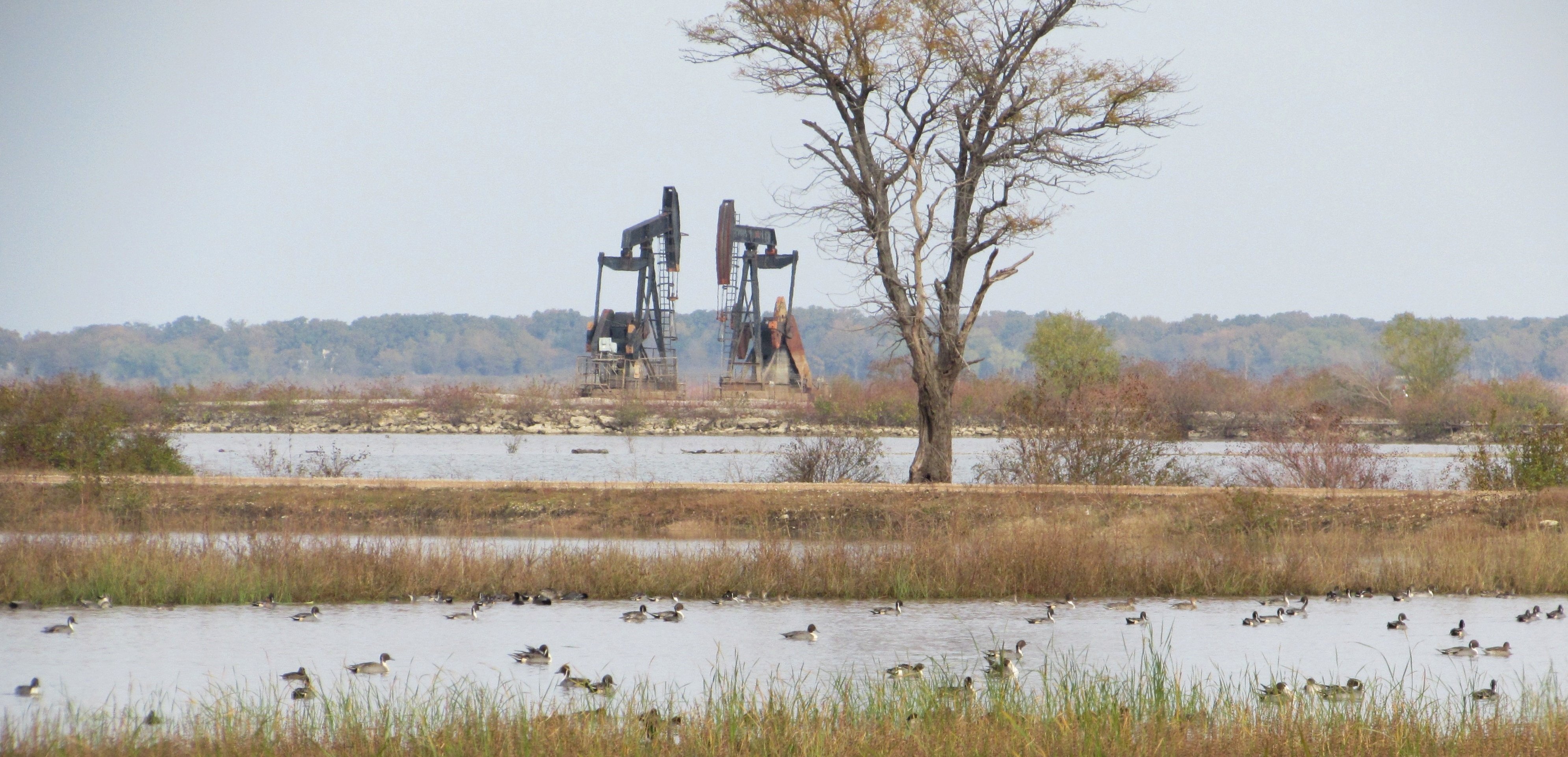 Hagerman NWR: Birding Amidst Oil Wells - 10,000 Birds