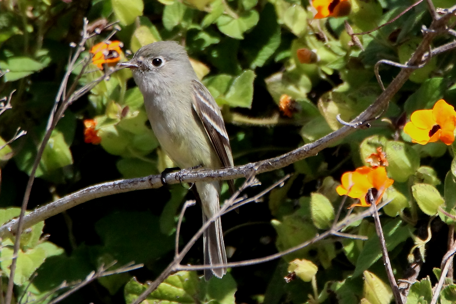 New Year’s Birding in Central Mexico - 10,000 Birds