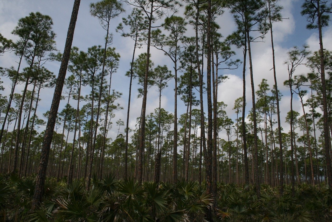 Seeking the Bahama Nuthatch - 10,000 Birds