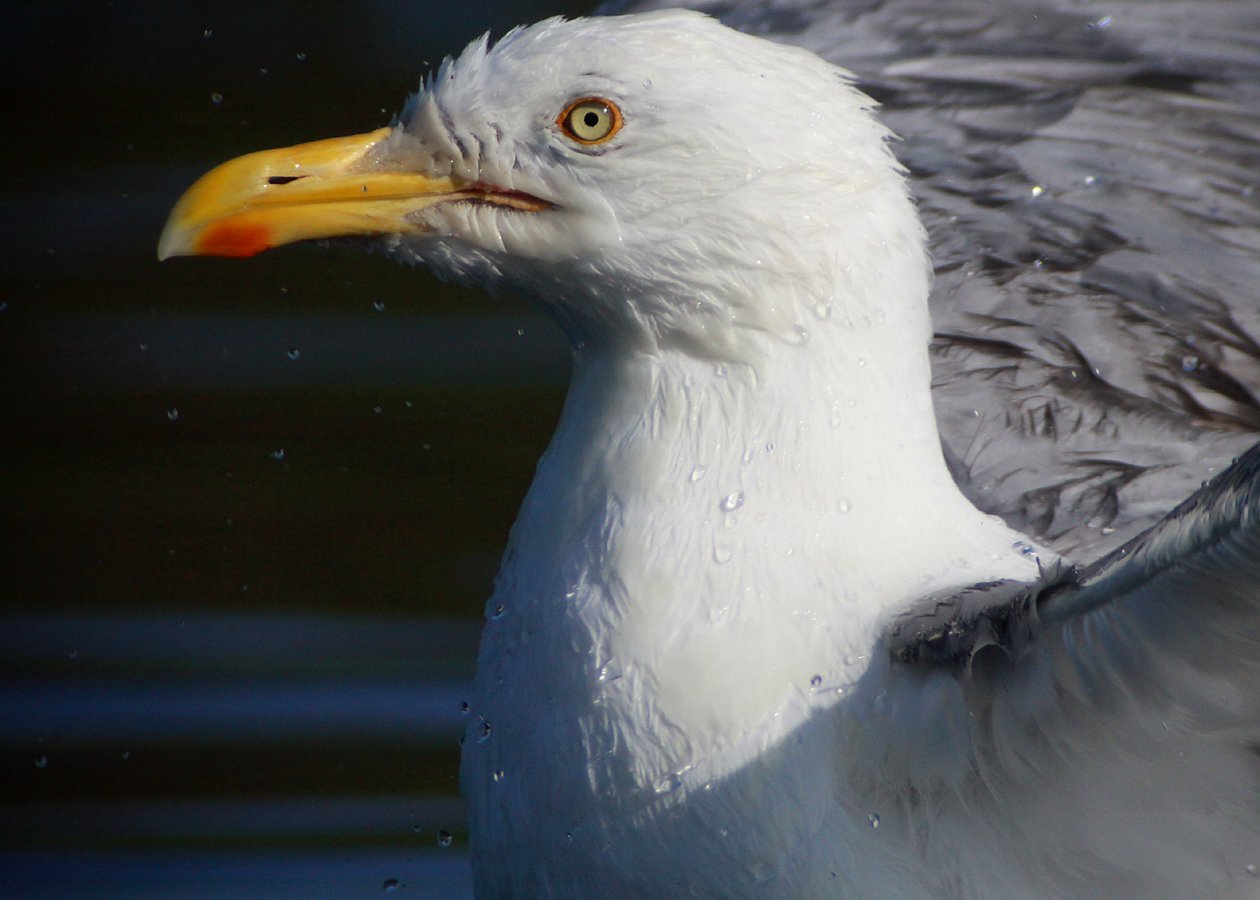 Herring Gulls Enjoying a Puddle - 10,000 Birds