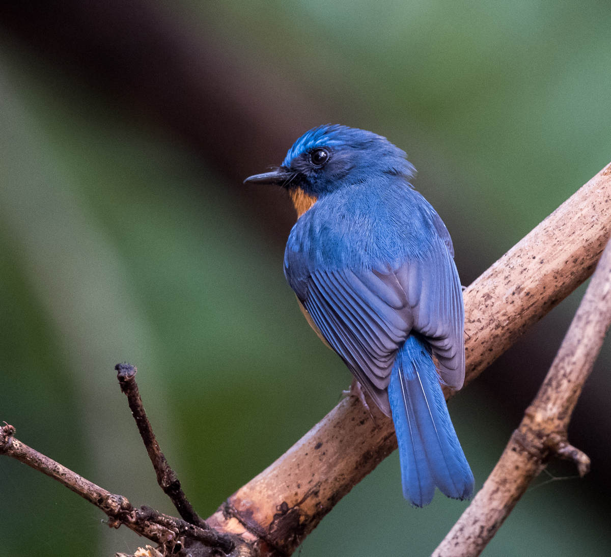 Birding Nabang, Yunnan (1) - 10,000 Birds
