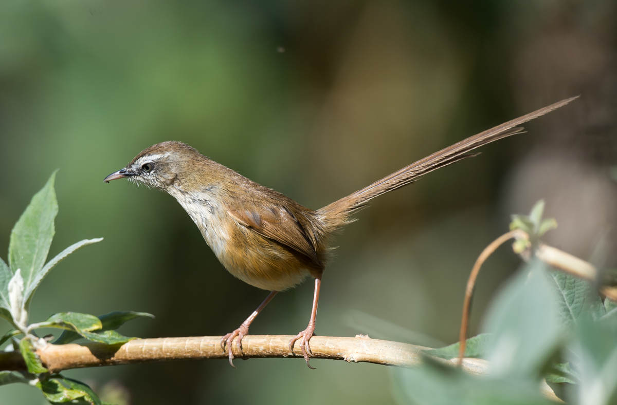 Getting sentimental: Birding at Baihualing, China - 10,000 Birds