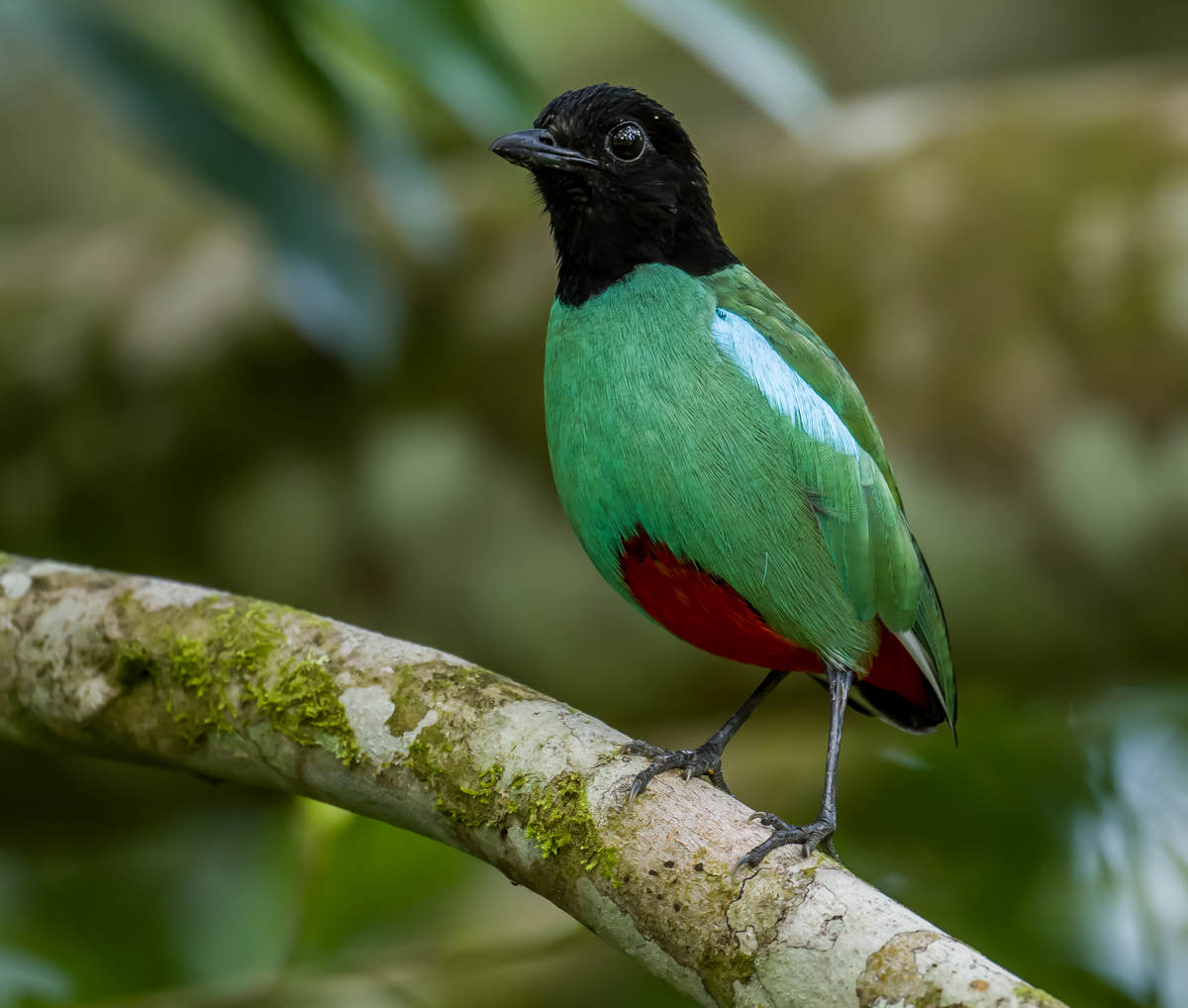 The Pittas of Sepilok - 10,000 Birds