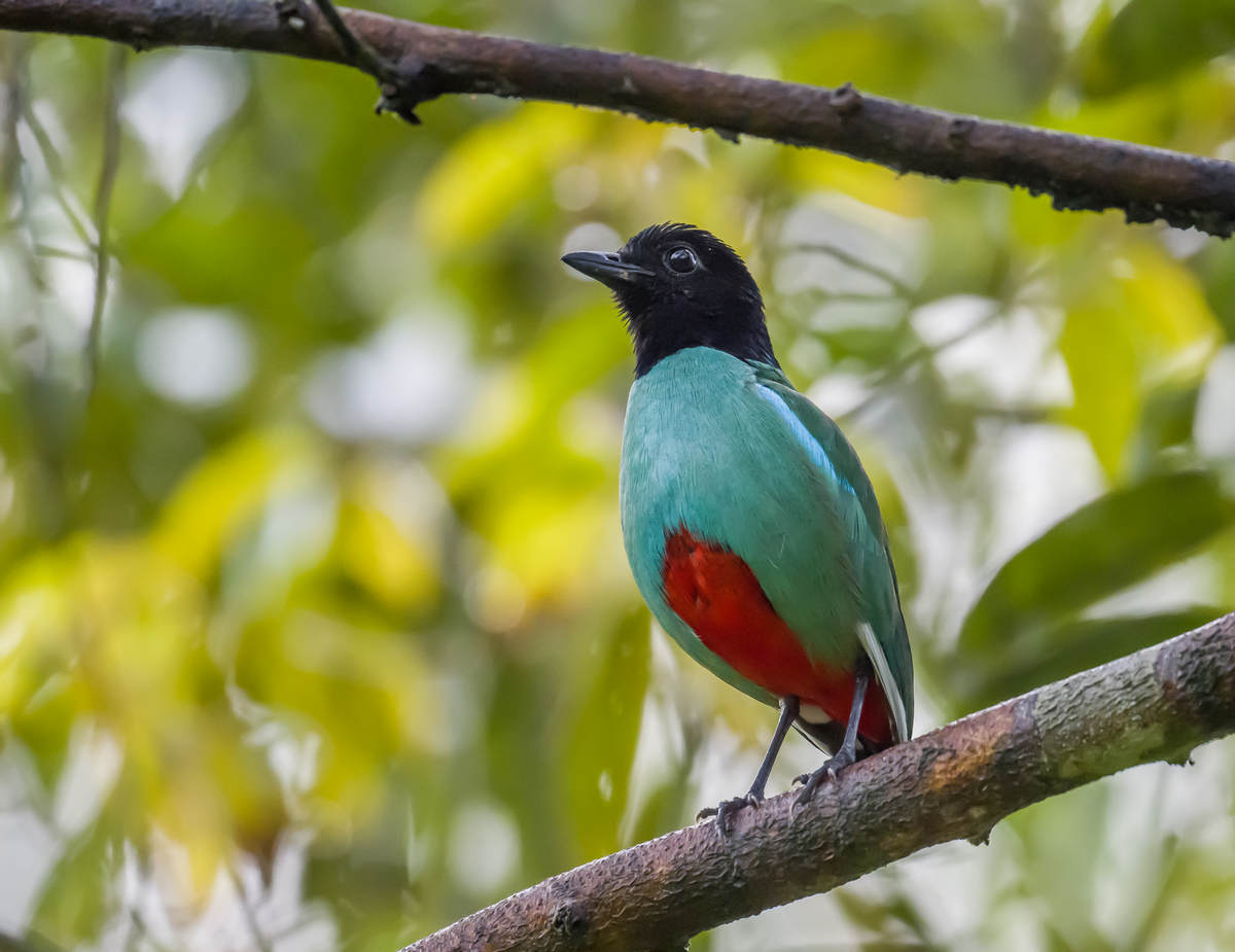 The Pittas of Sepilok - 10,000 Birds