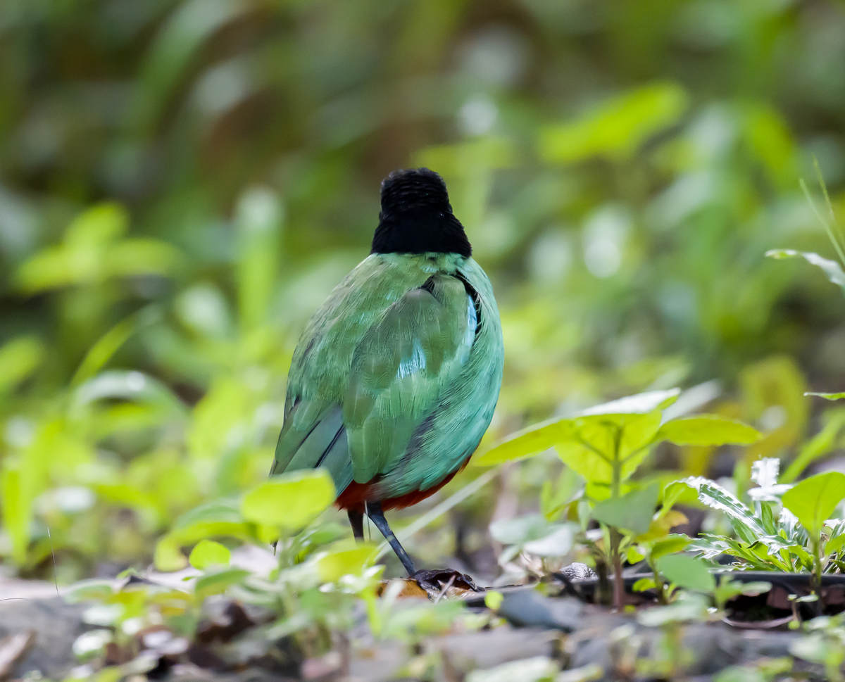 The Pittas of Sepilok - 10,000 Birds