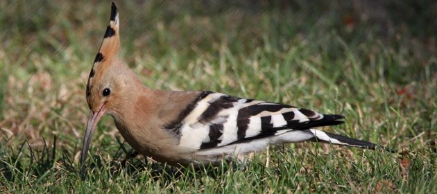 10,000 Birds Being a beginning birder, again - 10,000 Birds
