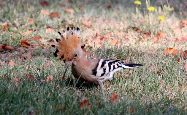 Being a beginning birder, again - 10,000 Birds