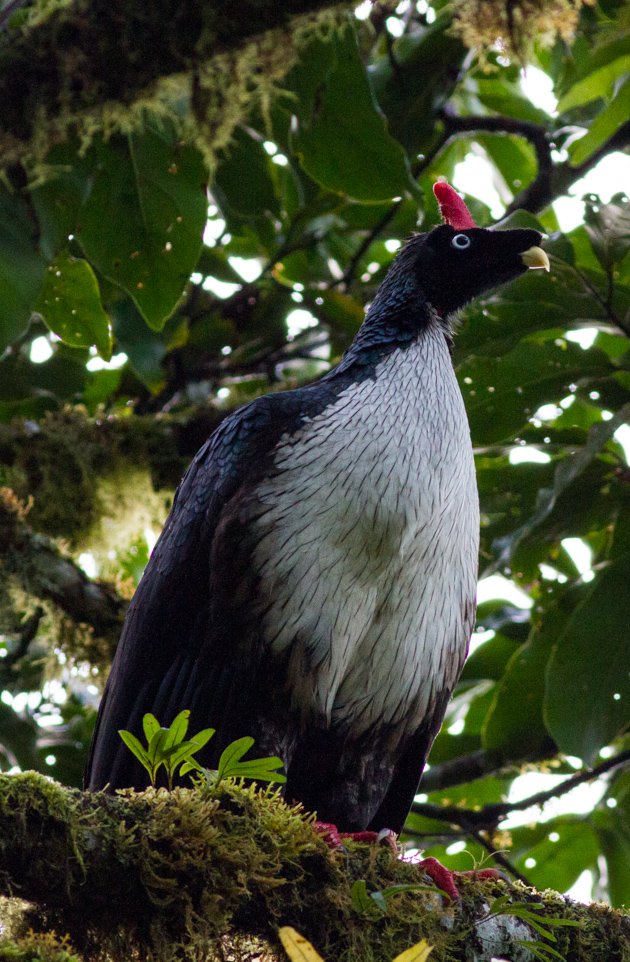 The Horned Guan in Chiapas - 10,000 Birds