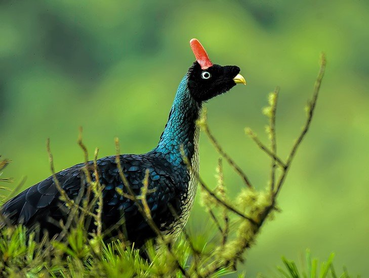 Visit Guatemala with Birding Expeditions - 10,000 Birds