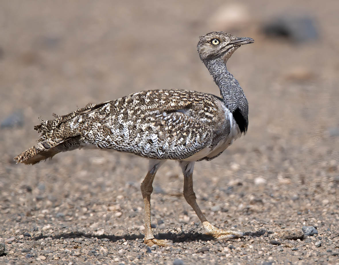 Islands in the Sun - 10,000 Birds