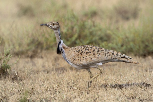 Bag Limit? We Don’t Need No Stinking Bag Limit! - 10,000 Birds