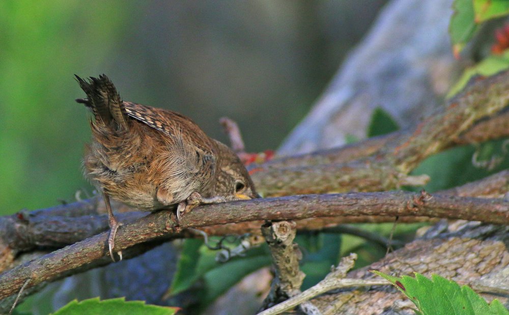 Fledgling House Wrens are Fun to Watch! - 10,000 Birds