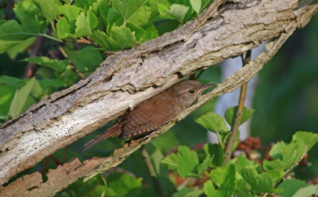 Fledgling House Wrens are Fun to Watch! - 10,000 Birds