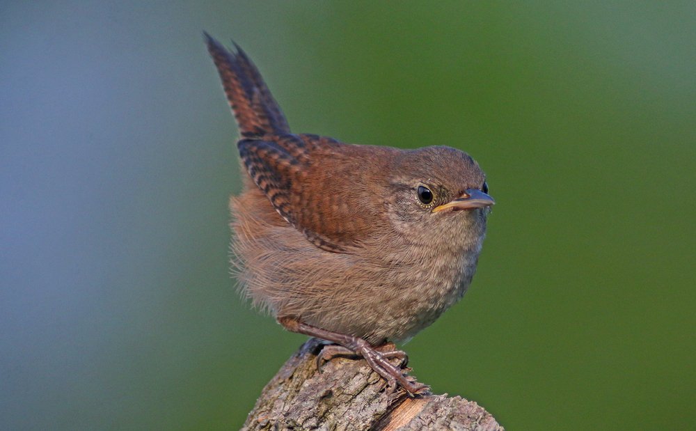 Fledgling House Wrens are Fun to Watch! - 10,000 Birds