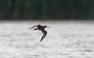 I’ll Find My Own Godwit, Thanks. - 10,000 Birds