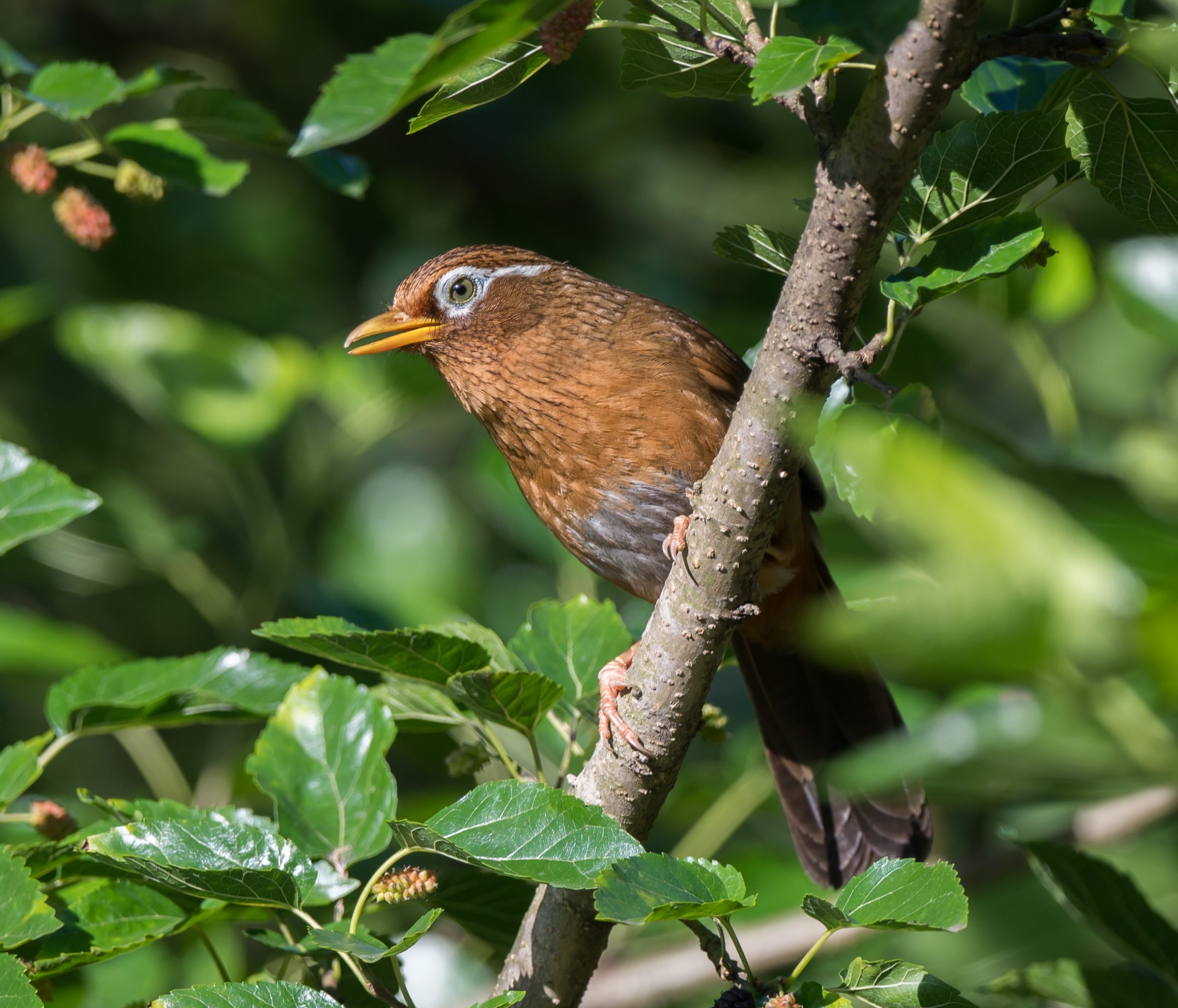 Tianmushan or Birding a Mulberry Tree - 10,000 Birds