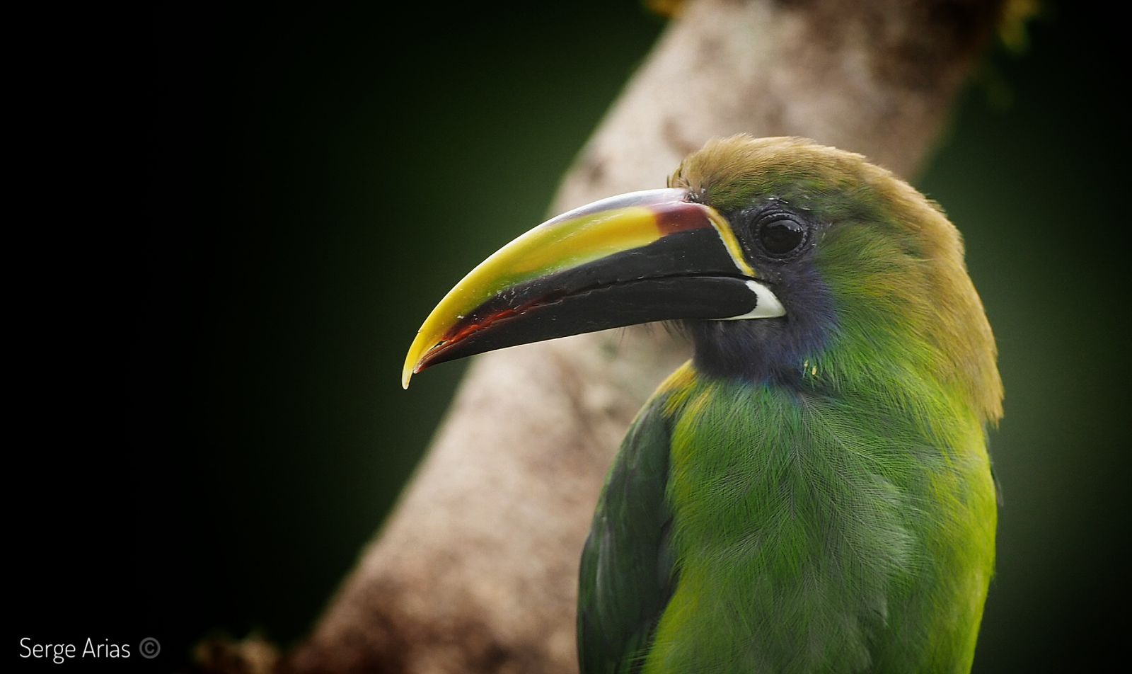 Casa Tangara dowii, Costa Rica: to claim our feathery gold - 10,000 Birds