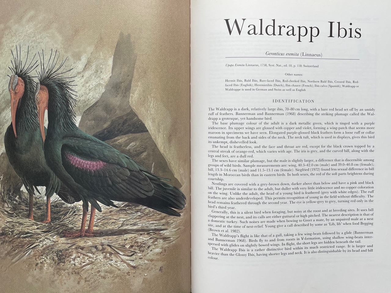 The return of the Old Man - 10,000 Birds