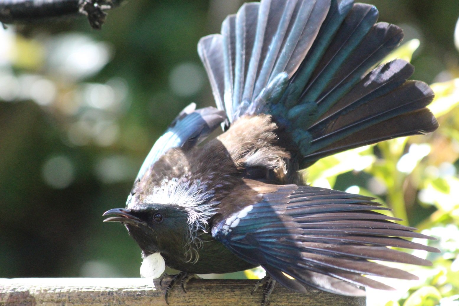 The Very Angry Tui - 10,000 Birds