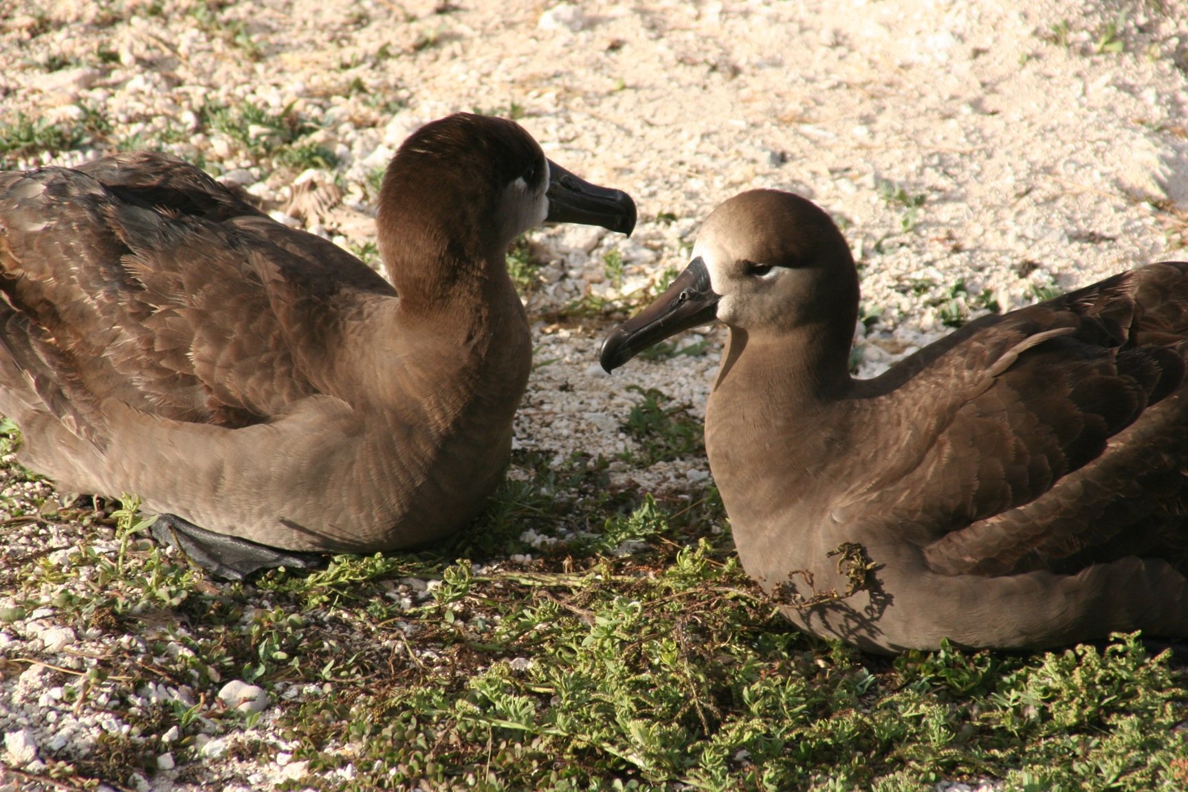 Black-footed Albatrosses Rock! - 10,000 Birds