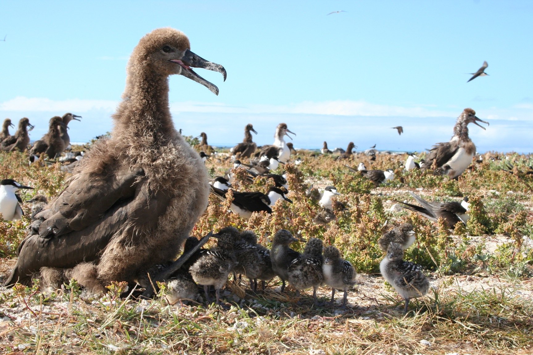 Black-footed Albatrosses Rock! - 10,000 Birds