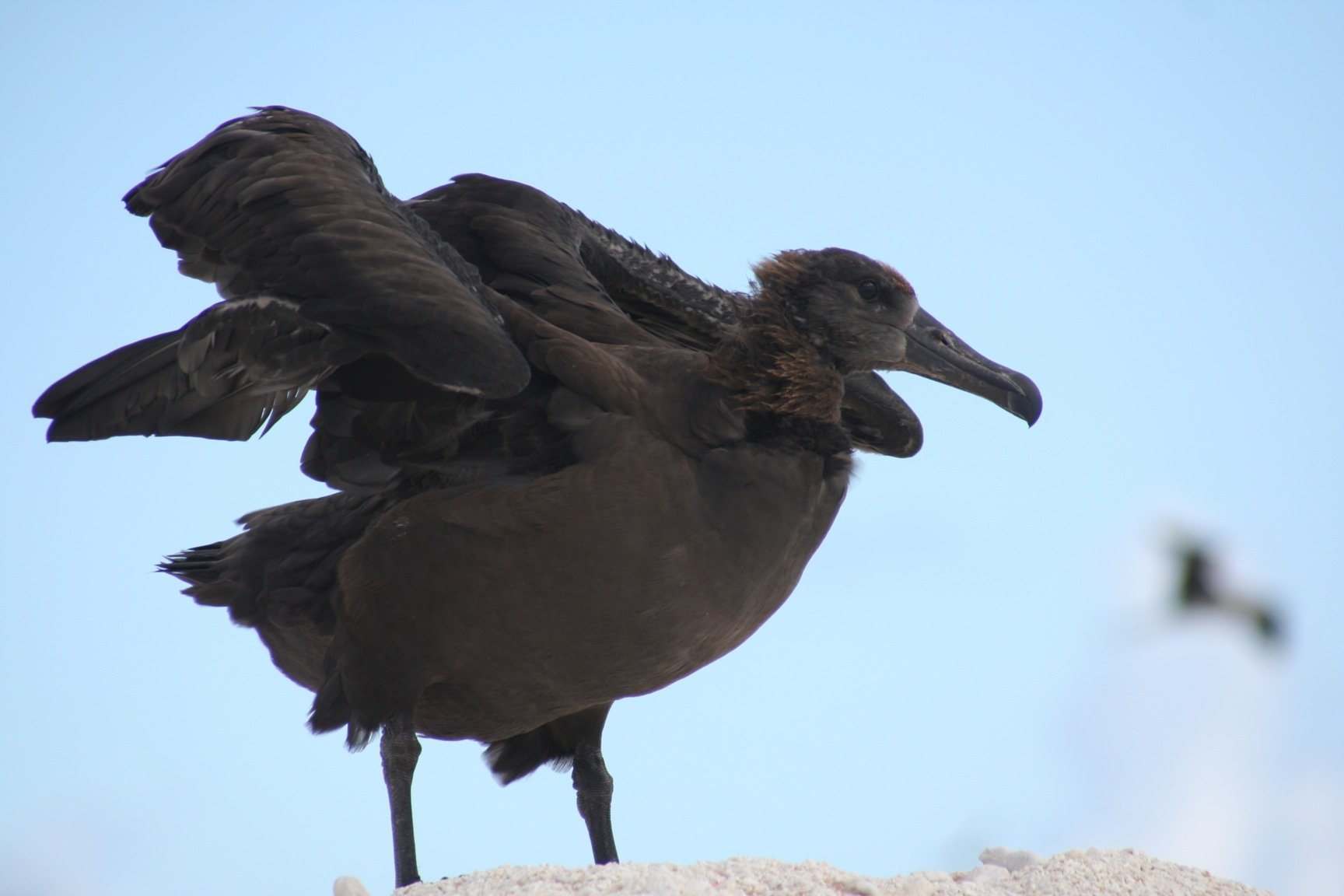 Black-footed Albatrosses Rock! - 10,000 Birds