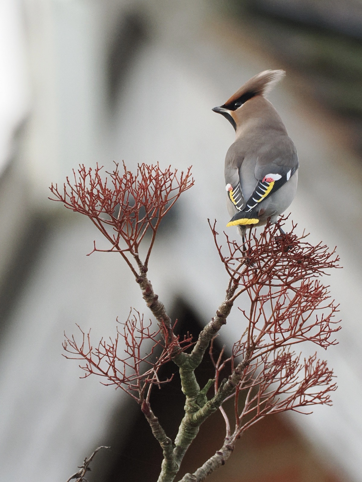 Celebrating a Waxwing Winter - 10,000 Birds