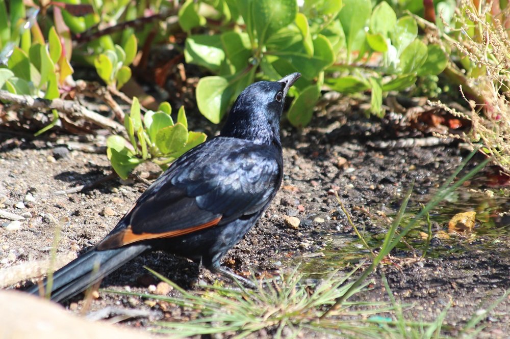 Red-winged Starlings - 10,000 Birds