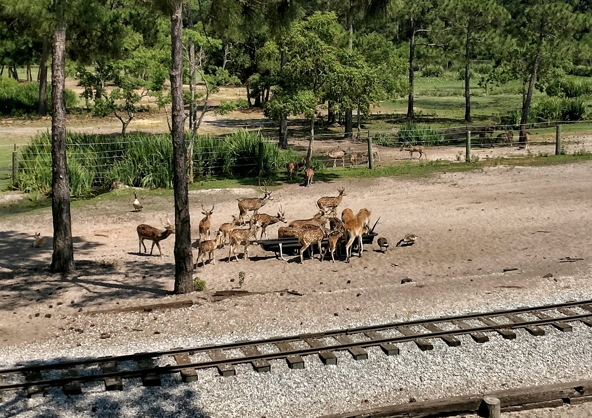 The Amusing Case of the Gulf Breeze Zoo Canada Geese - 10,000 Birds