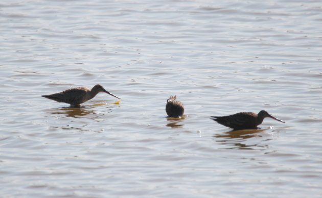 The Joy of One-eyed Birding - 10,000 Birds
