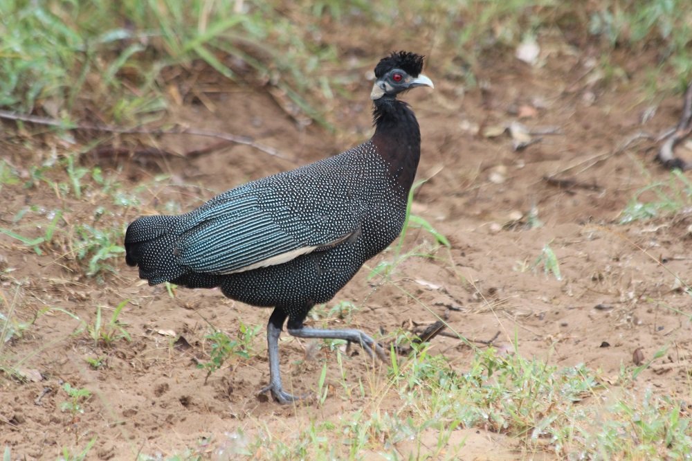 Tembe Elephant Park, South Africa - 10,000 Birds