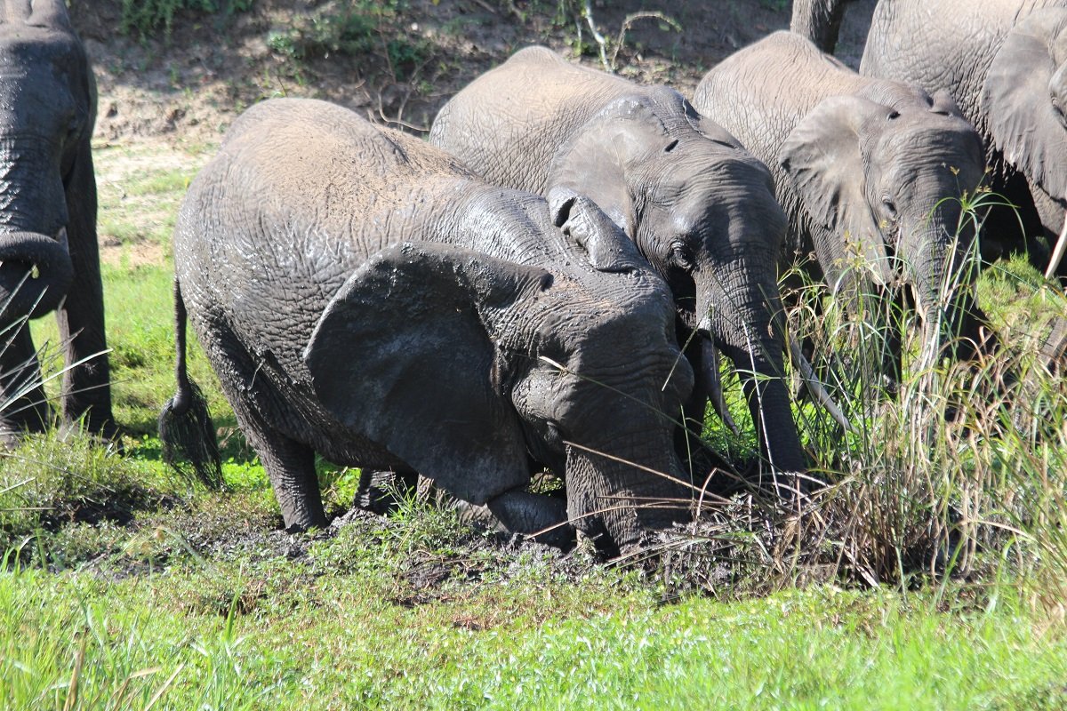 Tembe Elephant Park, South Africa - 10,000 Birds