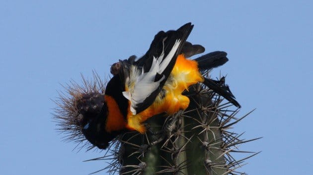 The Oriolest Oriole - 10,000 Birds