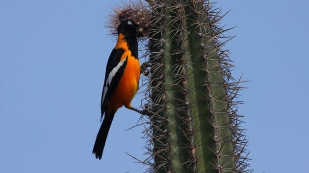 The Oriolest Oriole - 10,000 Birds